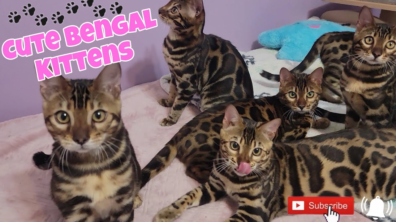 Cute Bengal Kittens | Affectionate Cats | Bengal Video | - YouTube