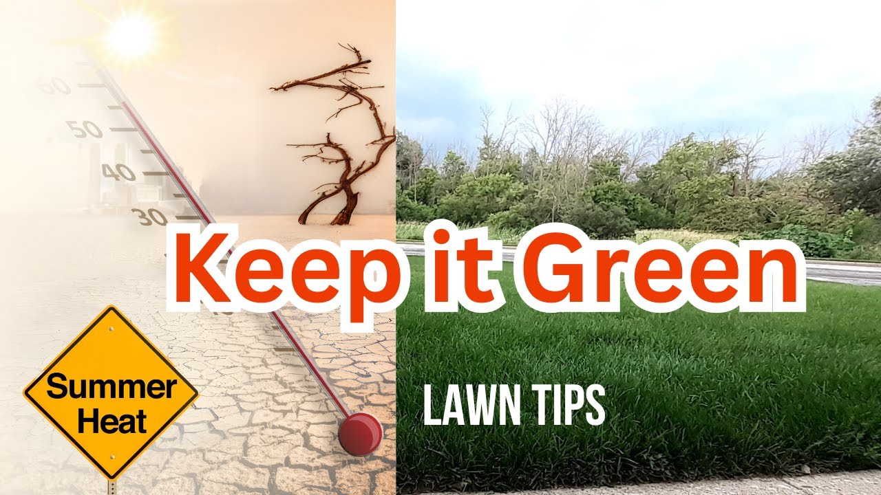 Beat the Heat: how to keep your lawn green in summer - YouTube