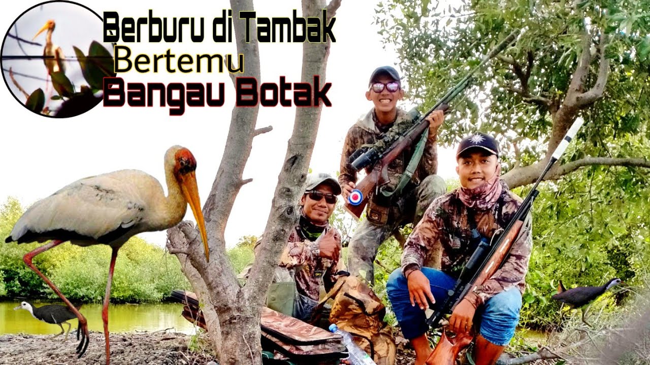 Berburu di tambak udang - bertemu burung mycteria cinerea / Bangau ...