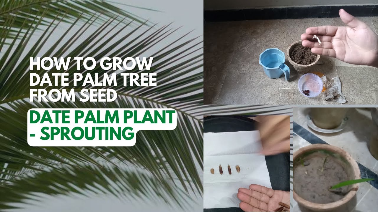 How to Grow Date Palm Tree from Seed | Date Palm Plant - Sprouting ...