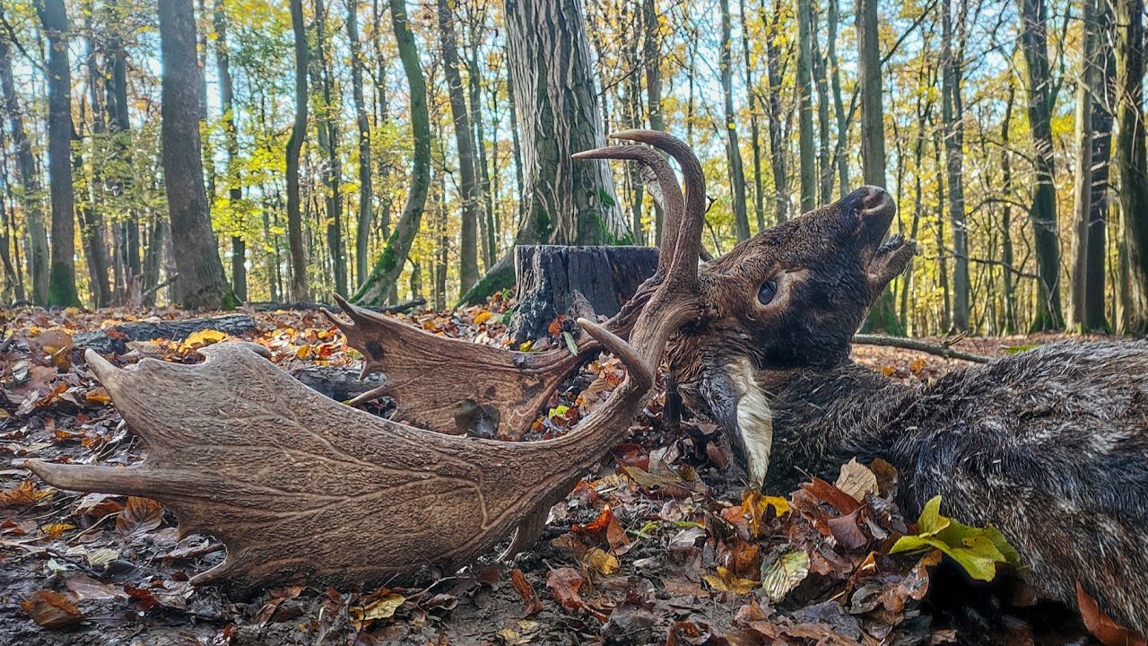 Úhyn daniela - zlato / Danielia ruja 2023 Daniel škvrnitý ( Dama Dama ...