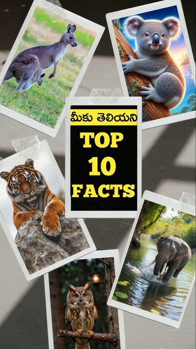 #Top 10 Interesting Facts in Telugu | #Top 10 Amazing Unknown Facts In Telugu | Telugu Facts ...