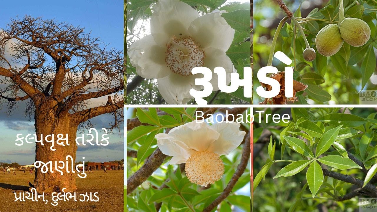 ગુજરાતમાં આ એક માત્ર છે વિશાળ કલ્પવૃક્ષ ||This is the only huge kalpa ...