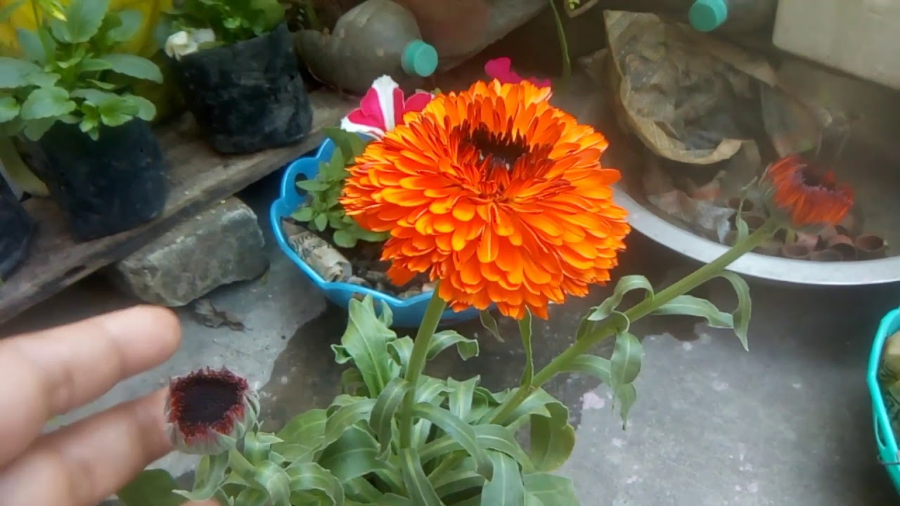Calendula plant cair in winter🌻🌻🌻🌻🌻 - YouTube