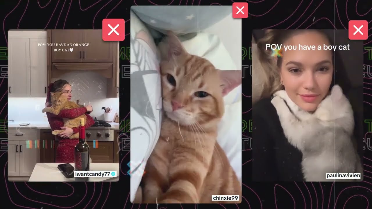 Boy Cat vs Girl Cat. Tiktok Debate - YouTube
