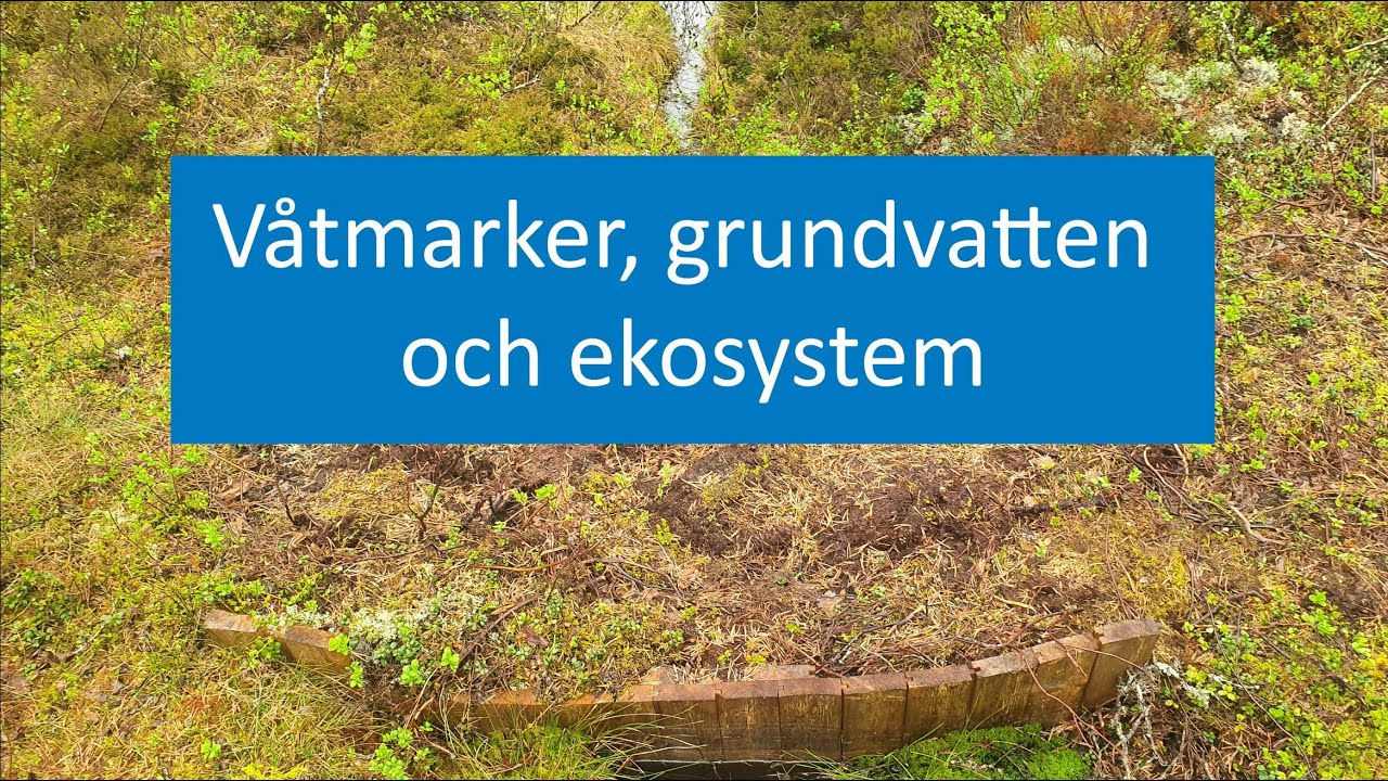 Våtmarker grundvatten och ekosystem - YouTube