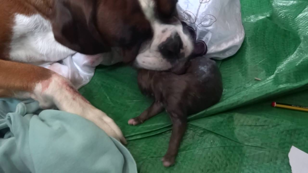 Boxer Puppy Being Born - YouTube