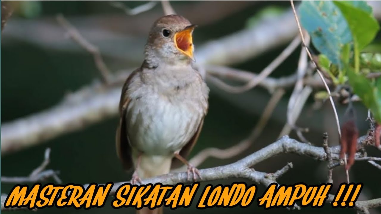 MASTERAN BURUNG SIKATAN LONDO - YouTube