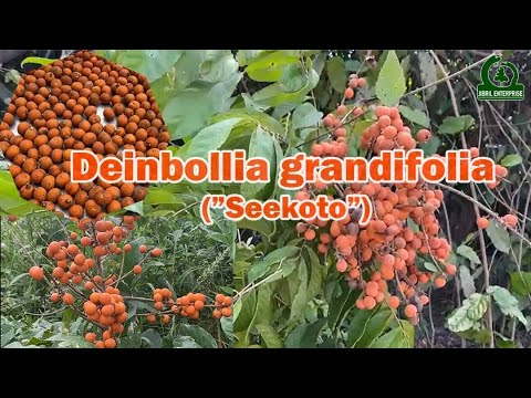 Rare African jungle fruit (Deinbollia grandifolia) - YouTube