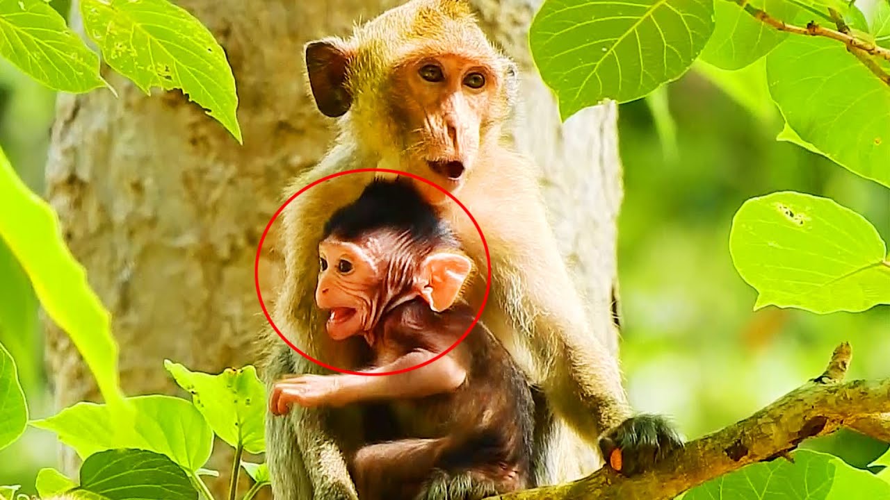 Horrible Crying Of Jazzy Cos Button Monkey Steals And Attacks Her So ...