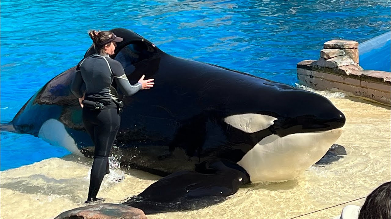 Orca or killer whales show in SanDiego #ocean #discovery #india #kids # ...
