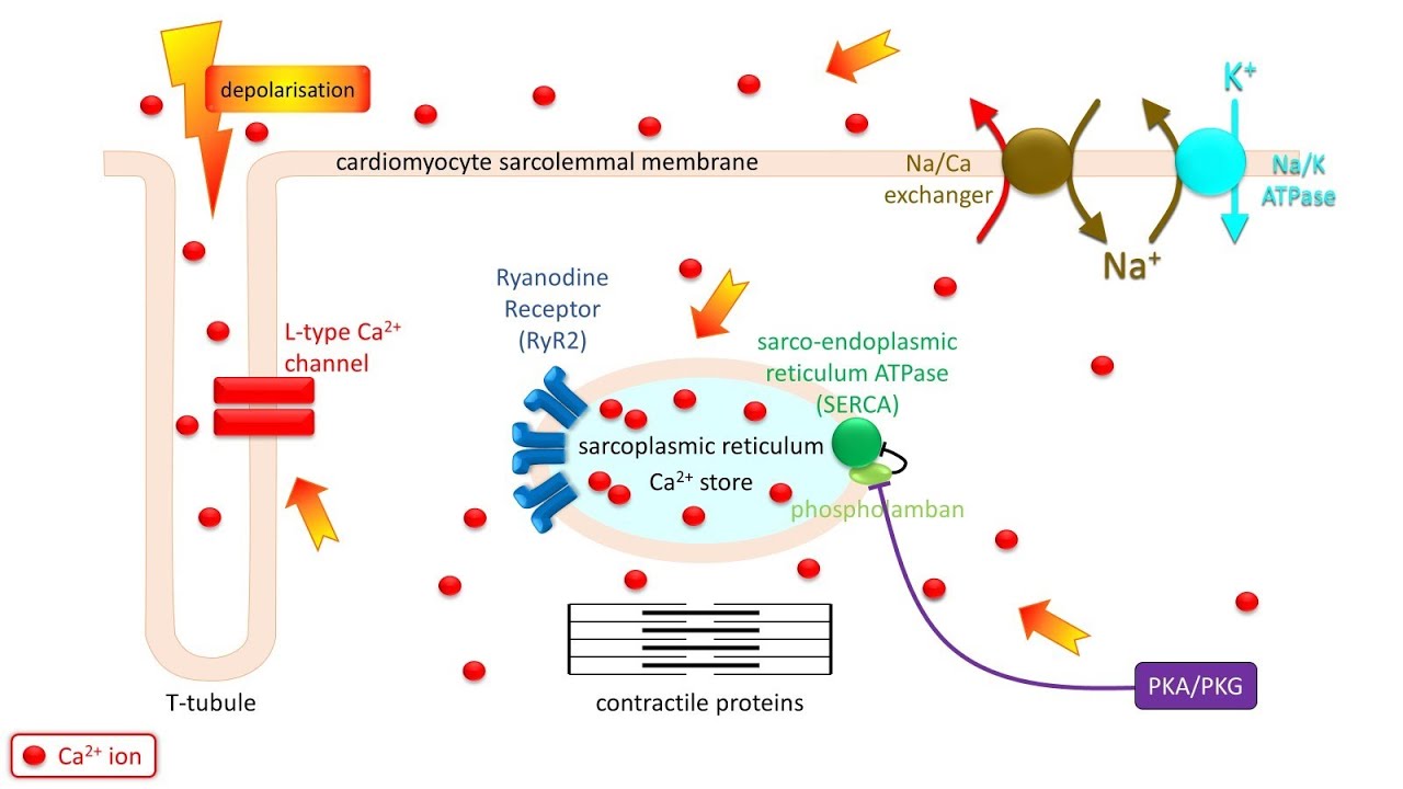 Excitation-contraction coupling in the heart. How an electrical signal ...