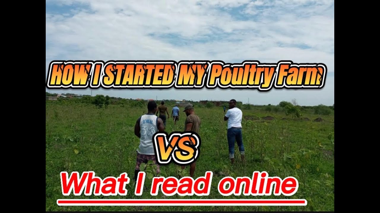 How I started my Poultry farm Vr What I read online. - YouTube