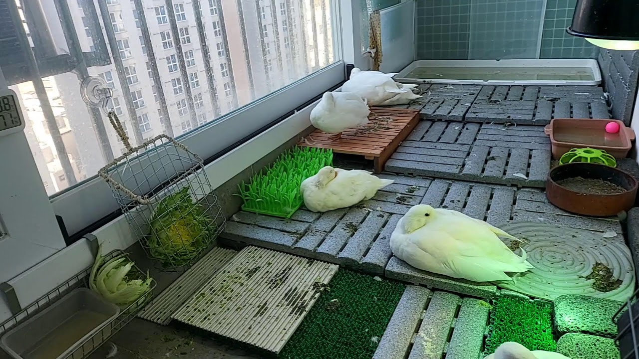 오리 라이브 l call ducks live streaming - YouTube