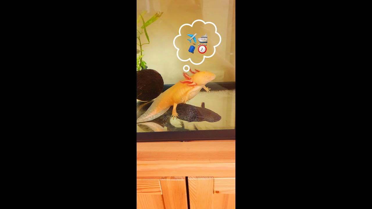 How to pick up your axolotl (to move to the new tank)? #axolotls - YouTube