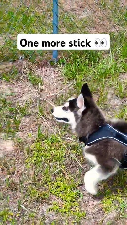 Husky Claiming the stick of power #husky #youtubeshorts #shorts #puppy ...