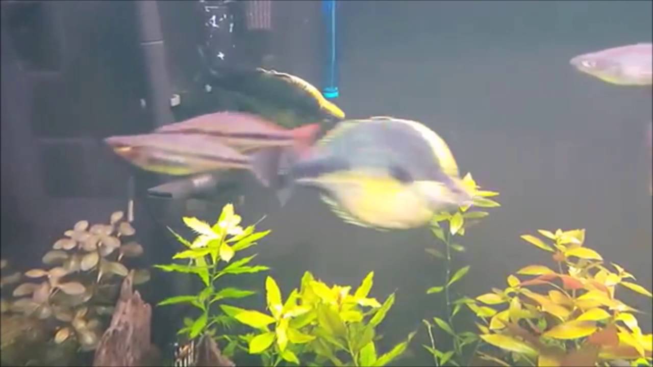 Lacustris Rainbow Fish Sparring & Flashing - YouTube