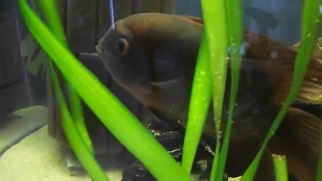 ropefish clubhouse - YouTube