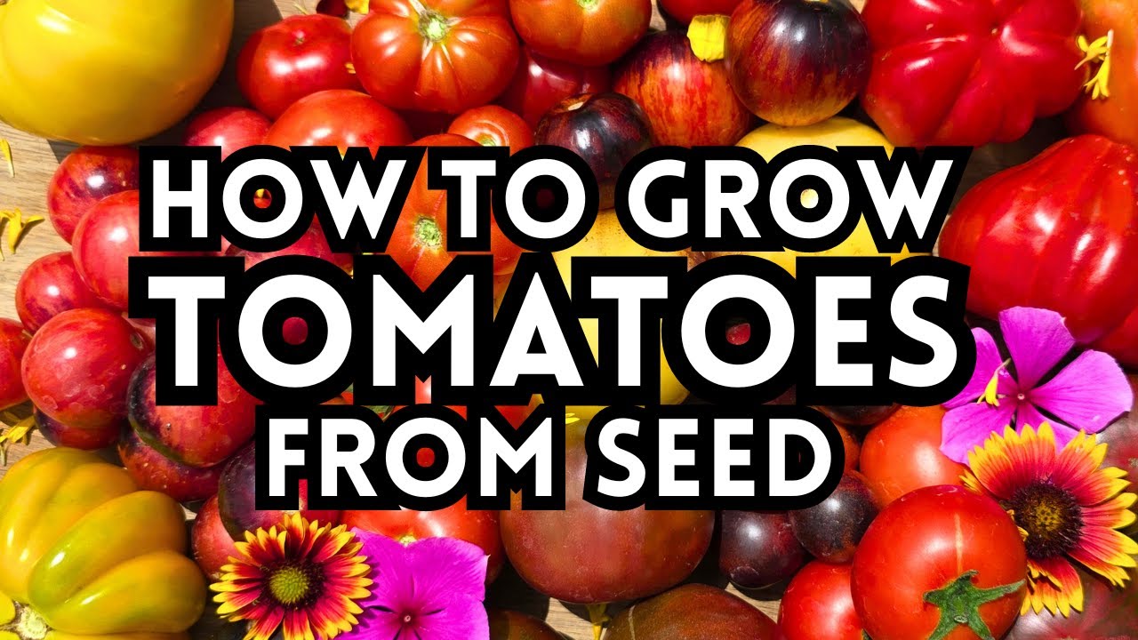 Grow Perfect Tomatoes From Seed! Expert Tomato Seed Sowing Tips for ...