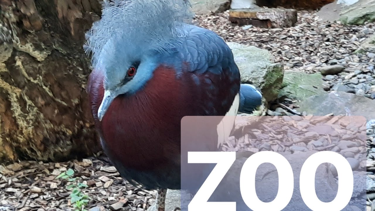 ZOO - OSTRAWA CZECHY WYCIECZKA - YouTube
