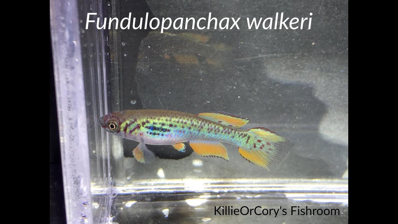 Killifish keeping 101: They jump - YouTube