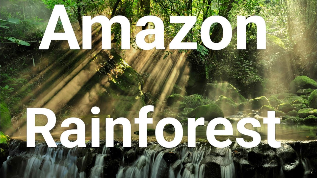Amazon Rainforest 8K ULTRA HD - The World's Largest Tropical Rainforest ...