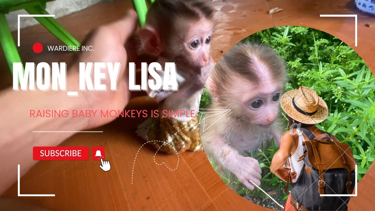 Warning! Raising baby monkeys is actually very simple - YouTube