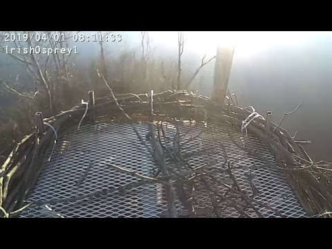 Irish Lake, Indiana - Osprey Nest Live Stream - YouTube