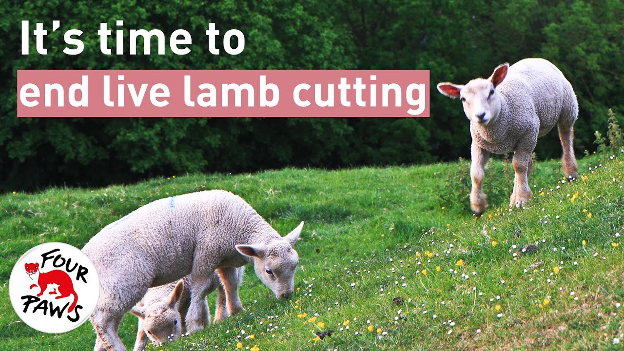 Let's ban live lamb cutting - YouTube