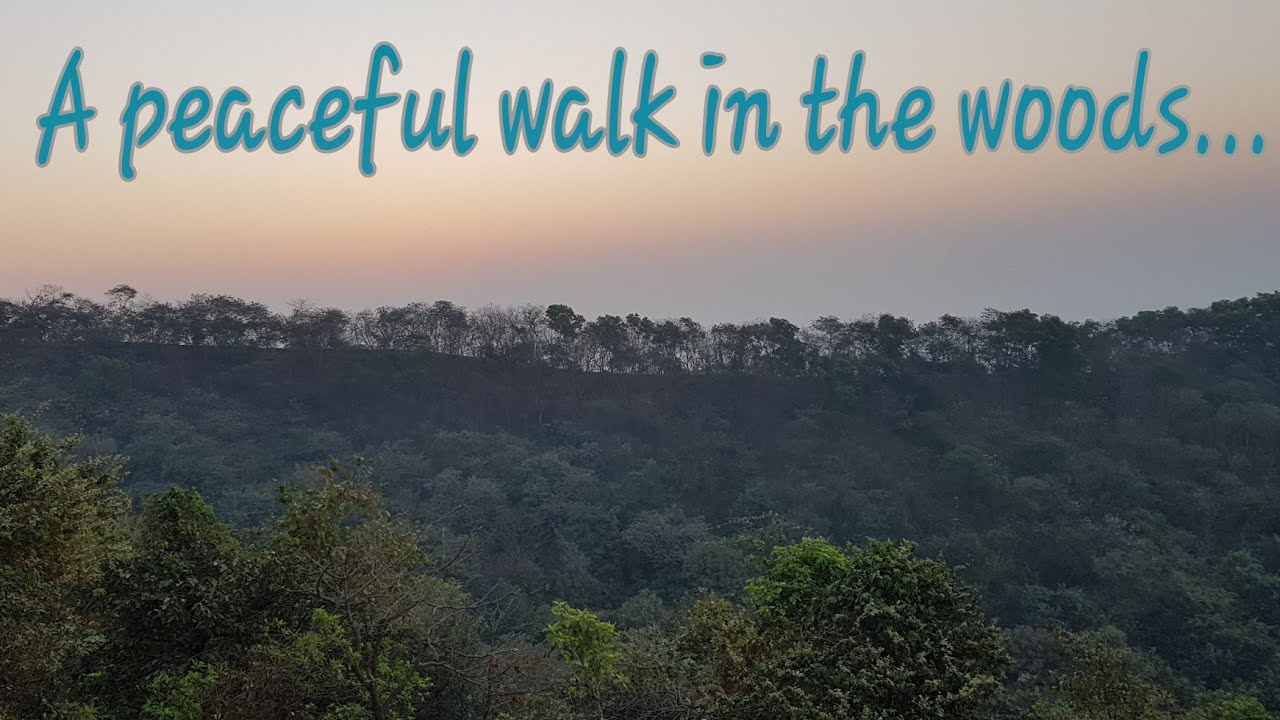 Peaceful walk in the woods |Cinematic walk | Nature video | Mobile ...