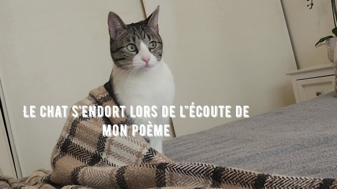 Moment adorable avec mon chat et des mots doux ! |Poème - YouTube