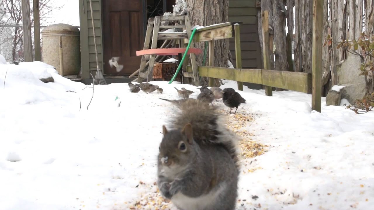 Birds on Ice w Squirrel Eno 020814 - YouTube