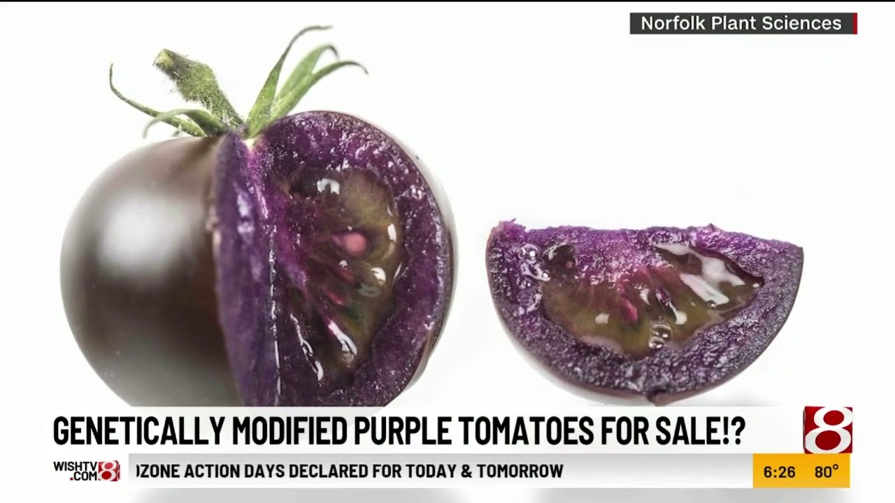 Genetically modified purple tomatoes for sale - YouTube