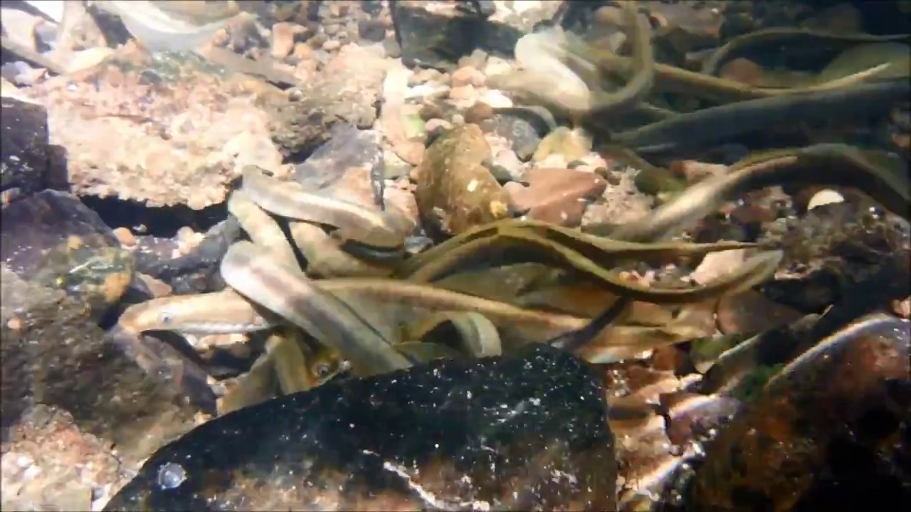 Brook Lamprey Spawning Stow Mill Lade - 20 04 2017 - YouTube