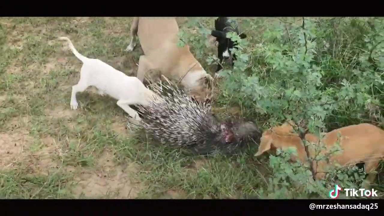 Porcupine Hunting - Say Ka Shikar | Village Life Pakistan - YouTube