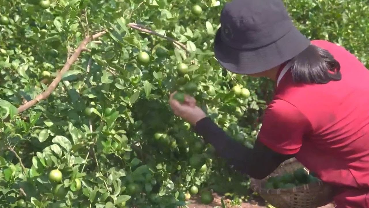 Fresh Lime Harvesting on the Farm |Lemon Picking |Organic Lime Farming ...