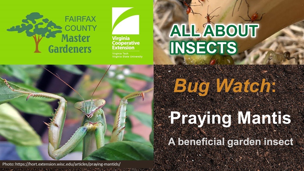 Praying Mantis - YouTube