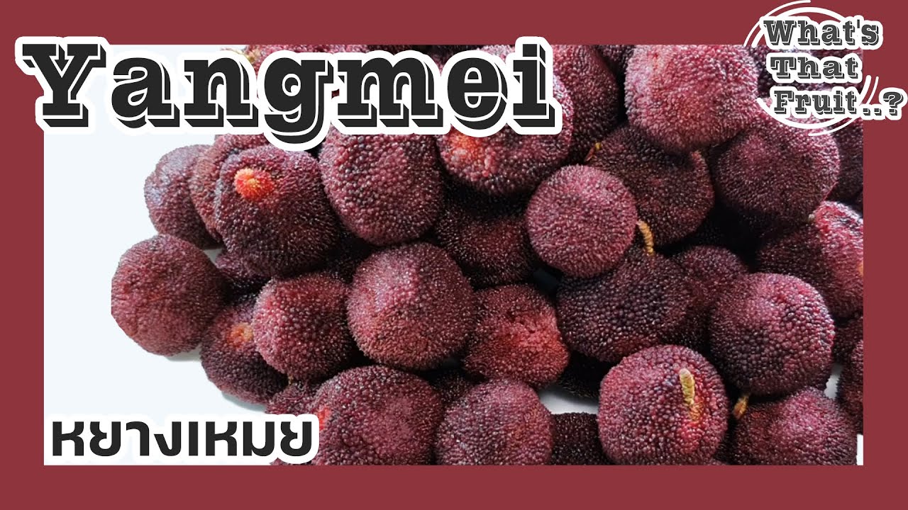 Ep. 2 Yangmei Fruit : Rare and Exotic! ผลหยางเหมย #รีวิวผลไม้แปลก ...