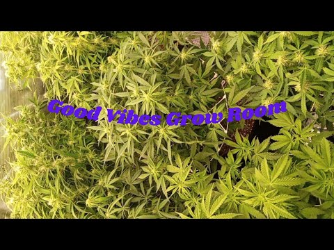 Budding Beauties Enter Flowering Stage