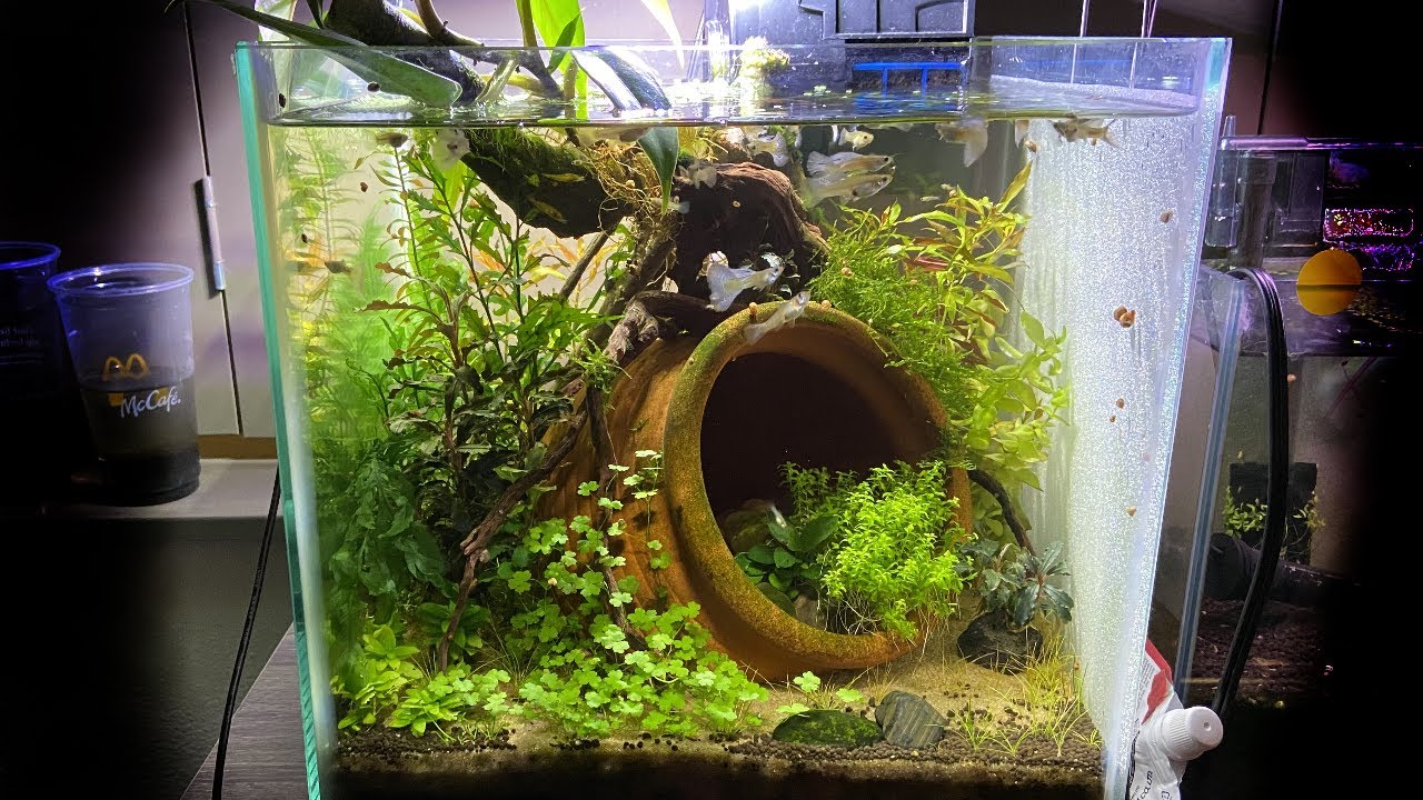 Fallen Pot aquarium - All items I used - YouTube