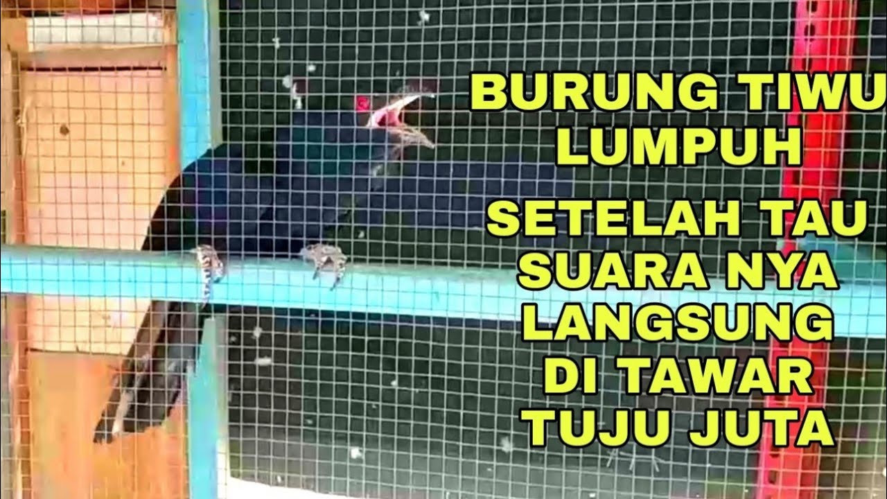 SUARA BURUNG TUWU BIRAHI SUPER GACOR - YouTube