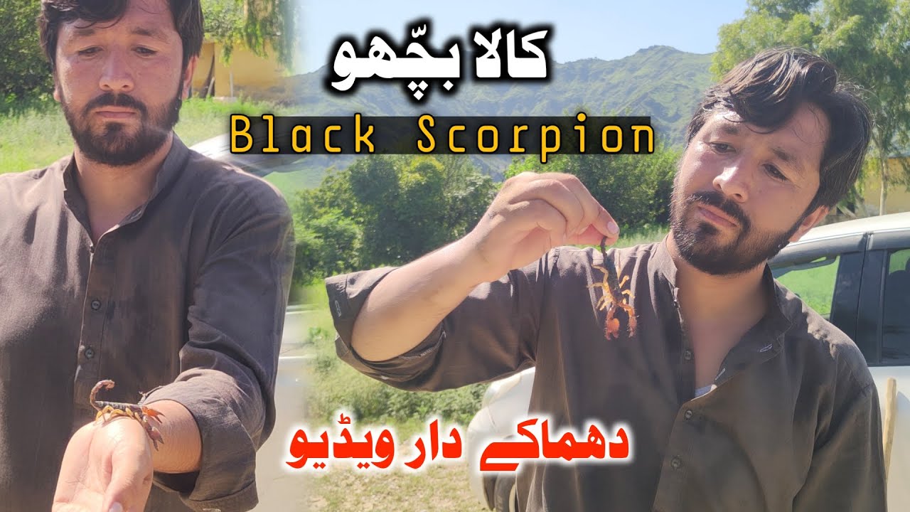 Black scorpion | Bichu nikalne ka tarika | Kala Bichu | Catching black ...