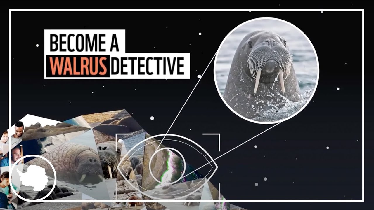 WALRUS FROM SPACE: Animal spotters wanted to join mass survey - YouTube