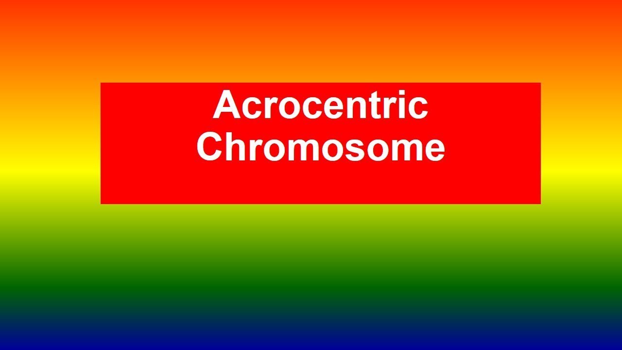 Acrocentric Chromosome - YouTube