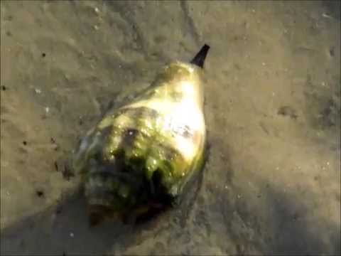 Kings Crown Snail in The Gulf of Mexico - YouTube