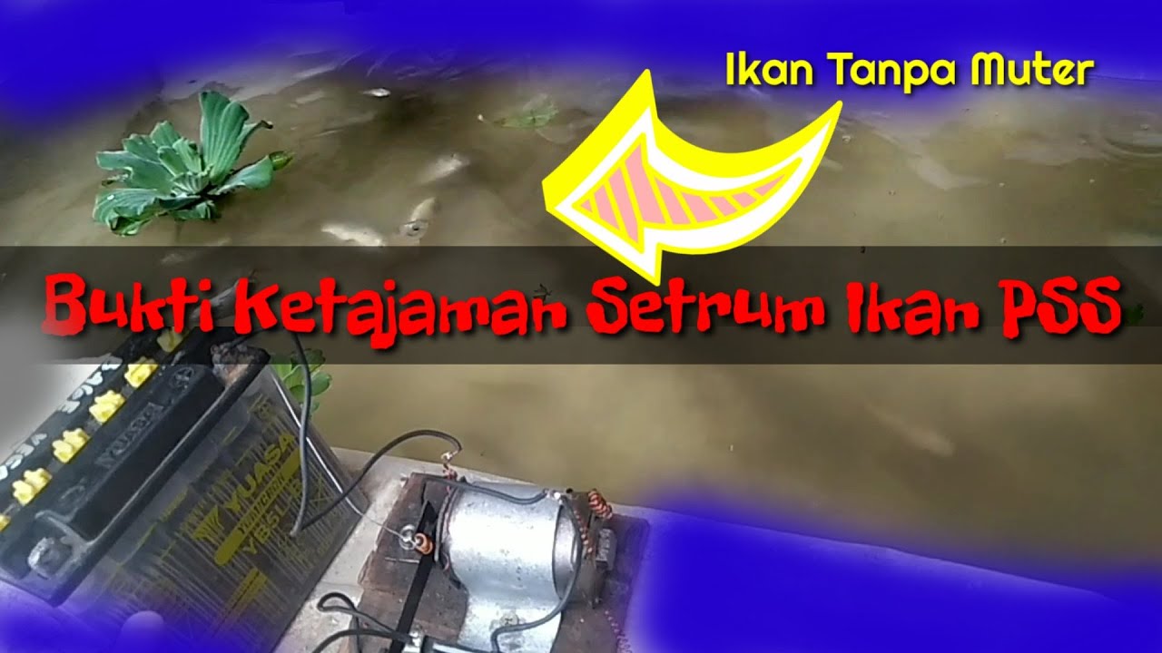 SETRUM IKAN NILA PSS | Test Setrum Ikan Tipe PSS - YouTube