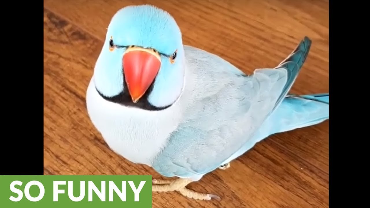 Parrot plays adorable game of peek-a-boo - YouTube