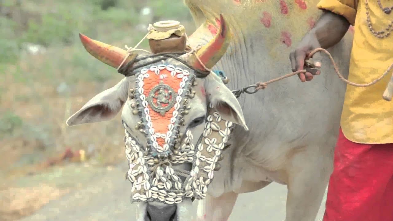 5 leg cow in india - YouTube