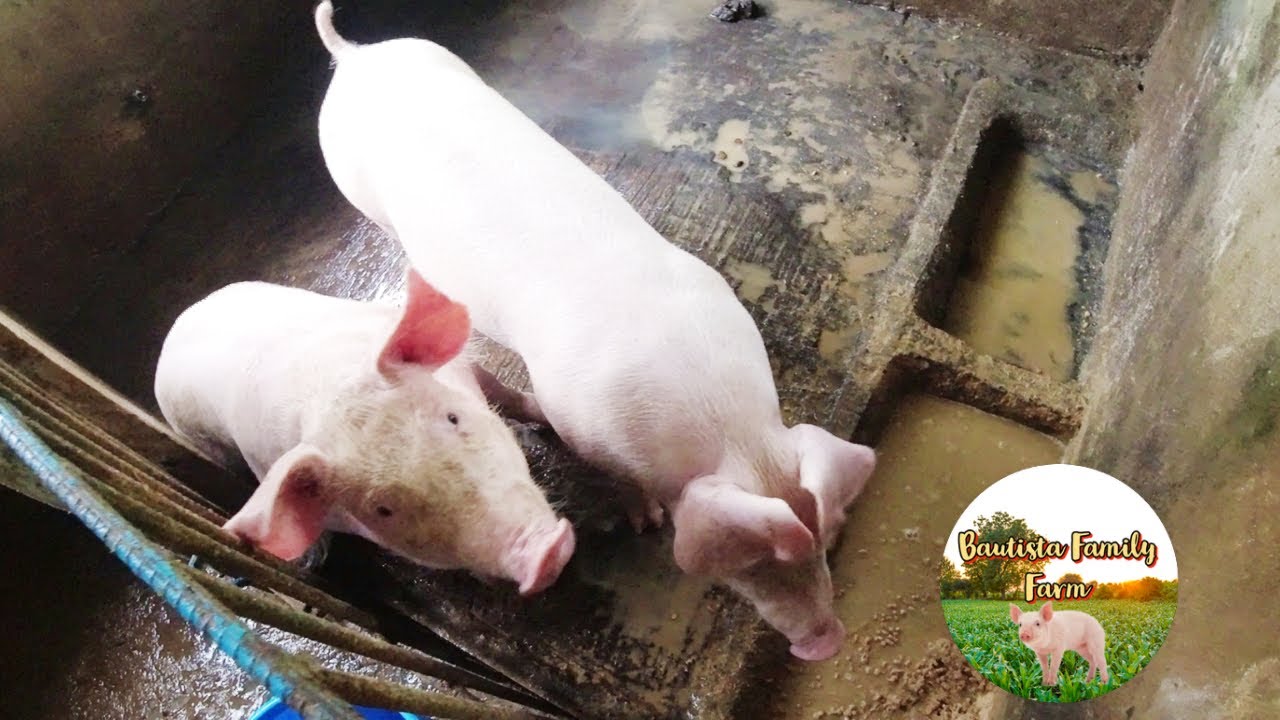 Getting The Pigs Used To Eating Pre Starter feed - YouTube