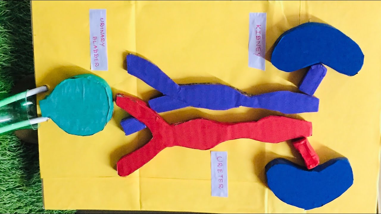 DIY Kidney Model using Cardboard | Interactive Science Project | Mini ...